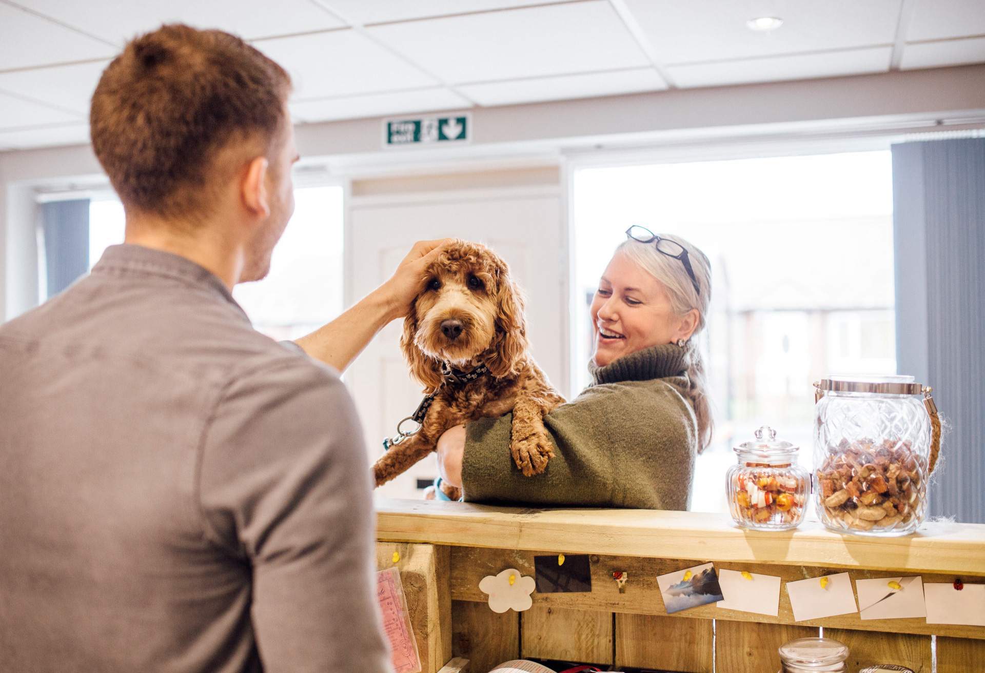 Cómo buscar un hotel que admita perros KAYAK Consejos